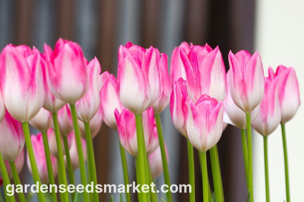 チューリップファーストクラス - チューリップファーストクラス - 5球根 - Tulipa First Class – Garden ...