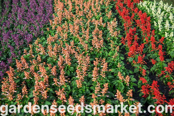 Salvia Vista Mix seeds - Salvia splendens - 84 seeds – Garden Seeds ...