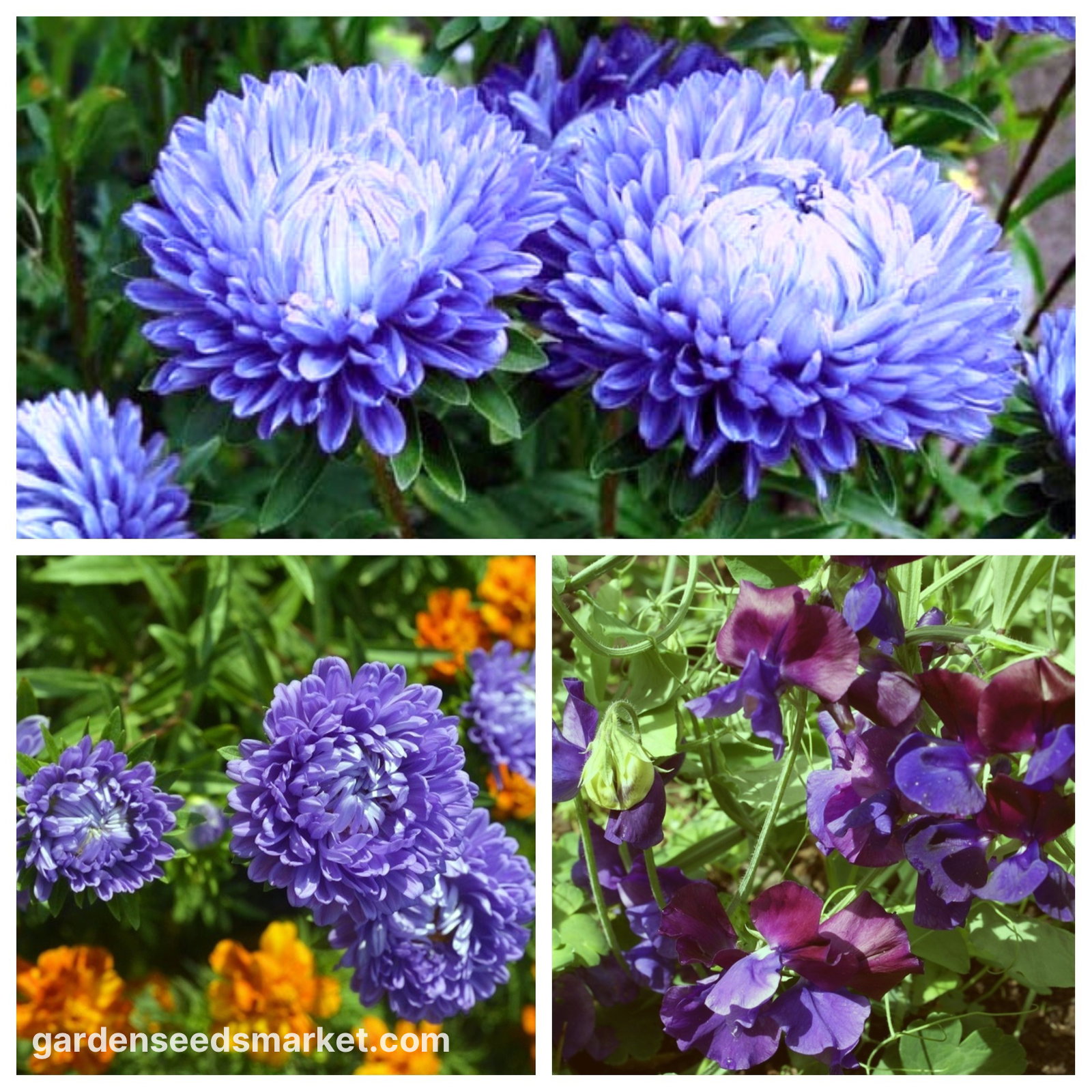 Royal Blue - seeds of 3 flowering plants' species – Garden Seeds Market ...