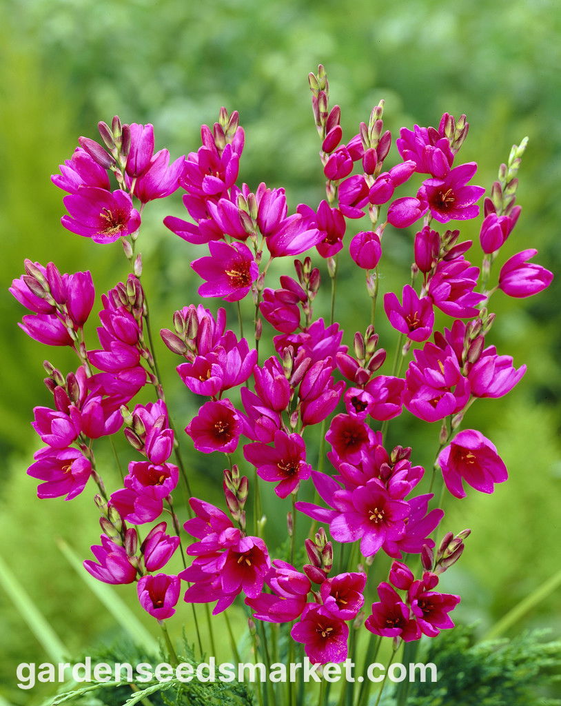 Ixia - Mabel - Pollinator Magnet for Sunny Borders - Bulbs - Large Pack ...