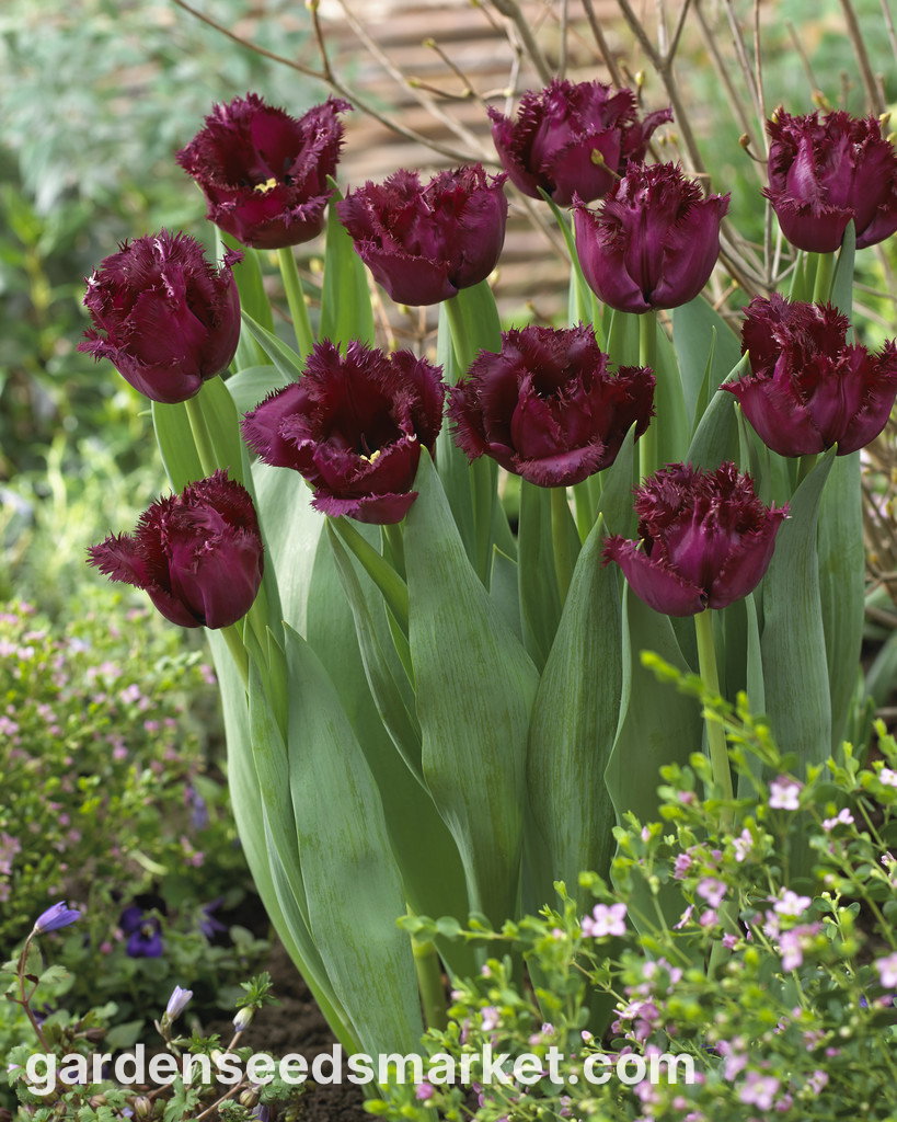 Tulp Rand Clipart