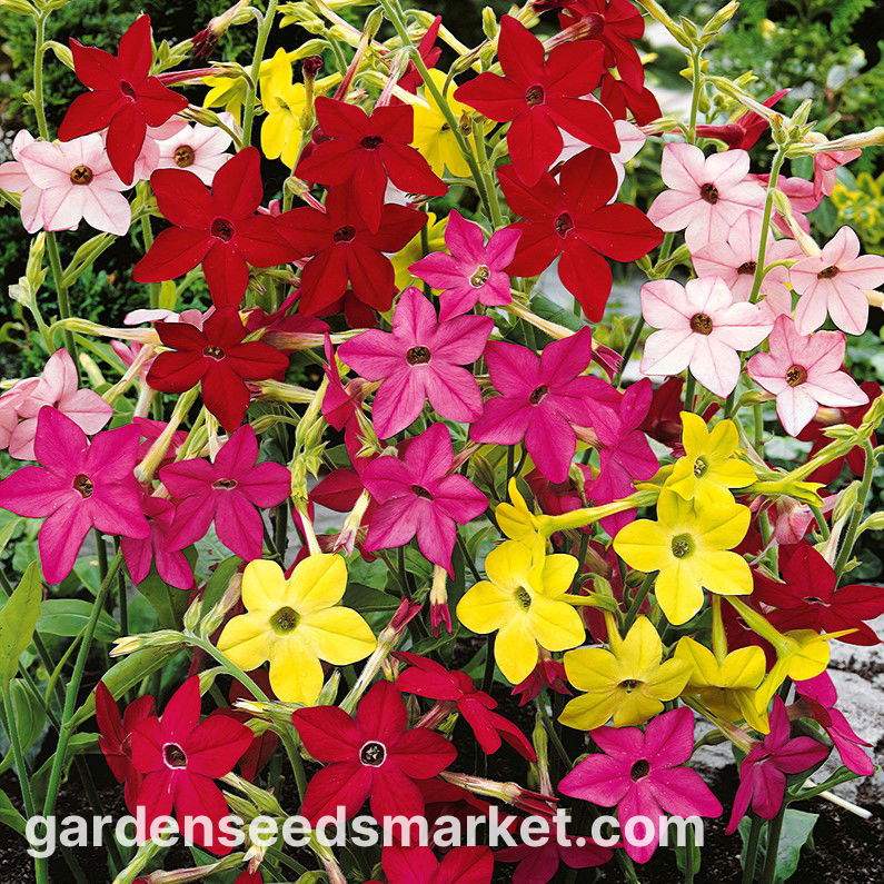Ornamental Tobacco - Mixed - Nicotiana alata - Butterfly Magnet for ...