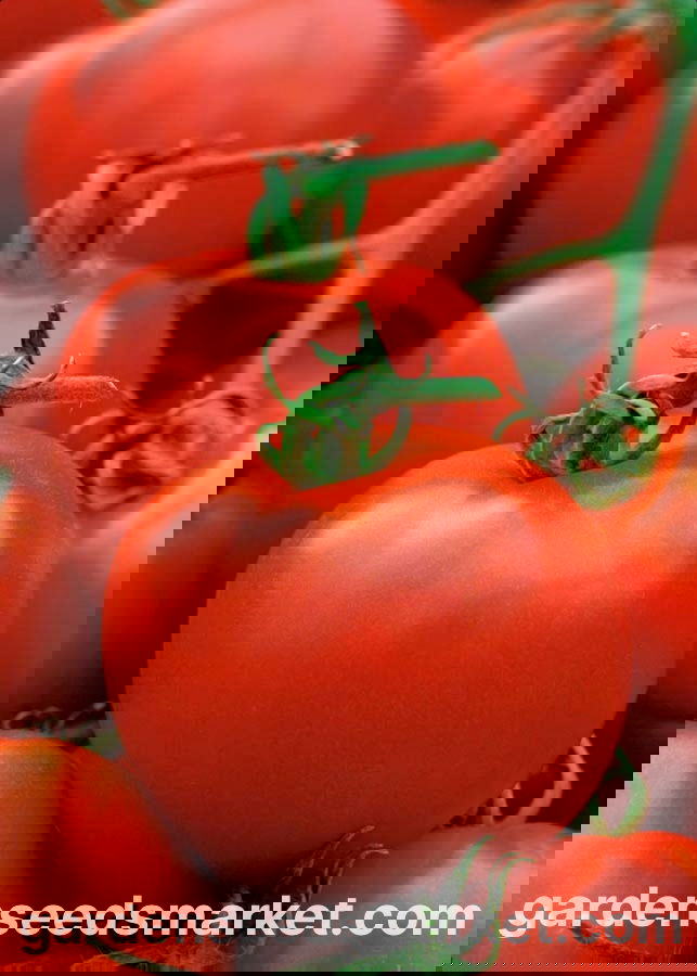 Pomidoras - Rambozo F1 - Lycopersicon esculentum Mill. - sėklos ...