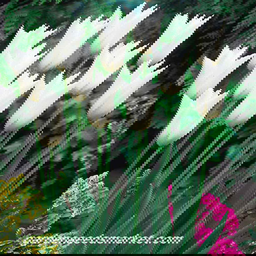 Tulip 'White Wings' - stor pakke - 50 stk – Garden Seeds Market ...