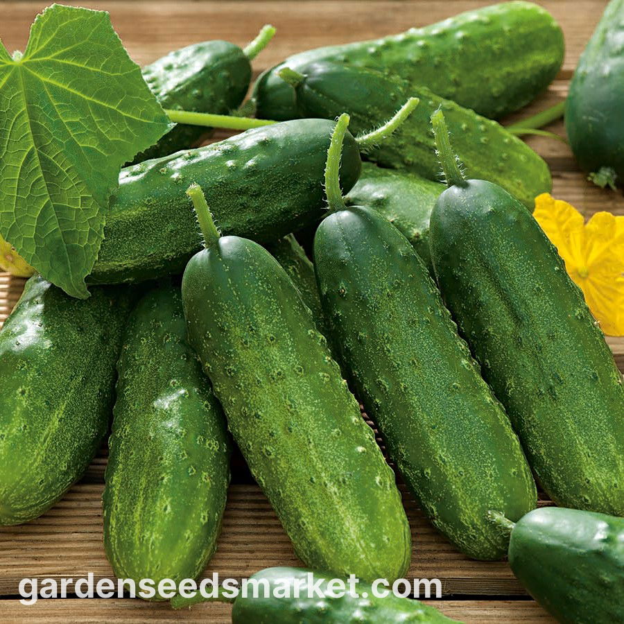 Kmicic cucumber - a pickling, bitter-free variety - 100 gram – Garden ...