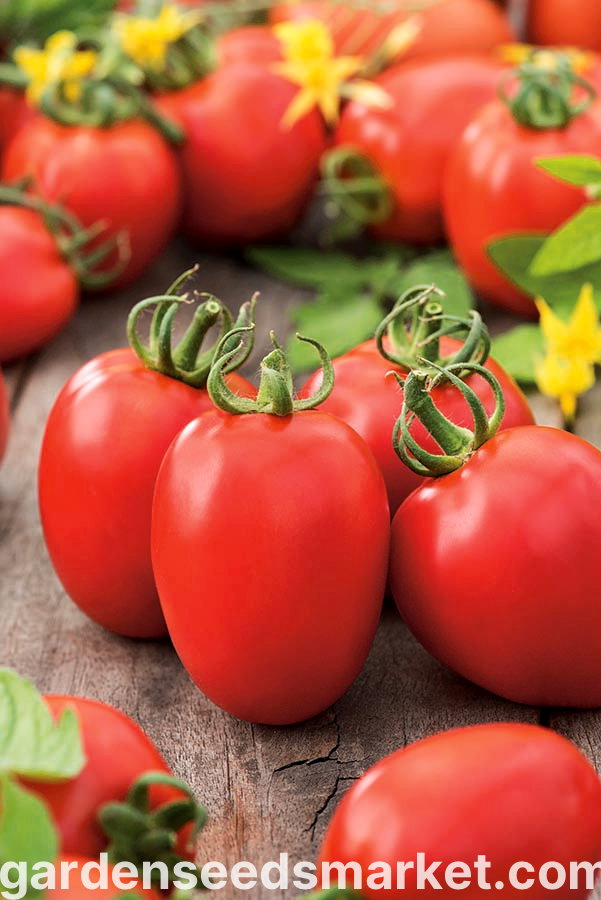 Kmicic pomidoras – puikiai tinka konservams – 10 gramų - – Garden Seeds ...