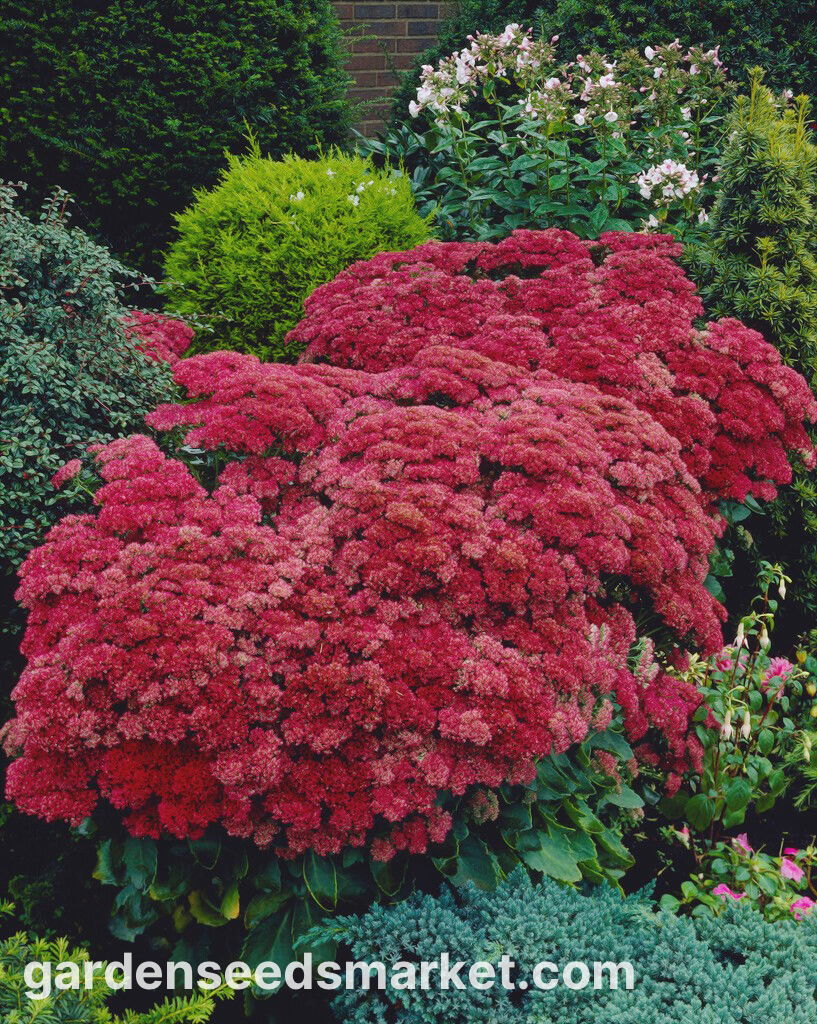 Munstead Dark Red orpine - Sedum - plántula - ¡paquete grande! - 10 ...