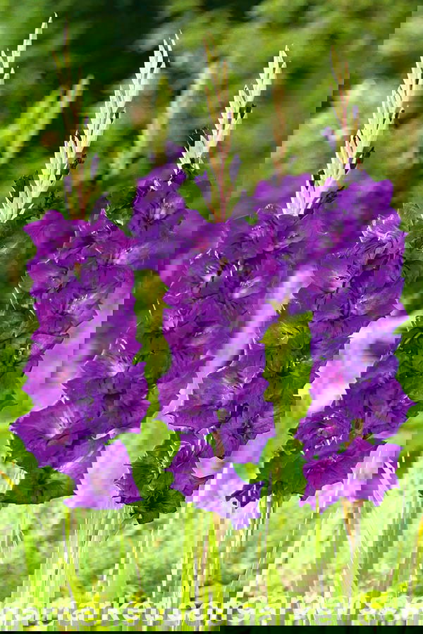 Purple Flora gladiolus - large package! - 50 pcs – Garden Seeds Market ...