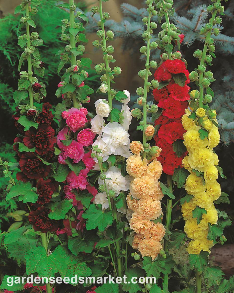 Alcea, Stokroser Rosea Mix - stor pakke! - 10 stk – Garden Seeds Market ...
