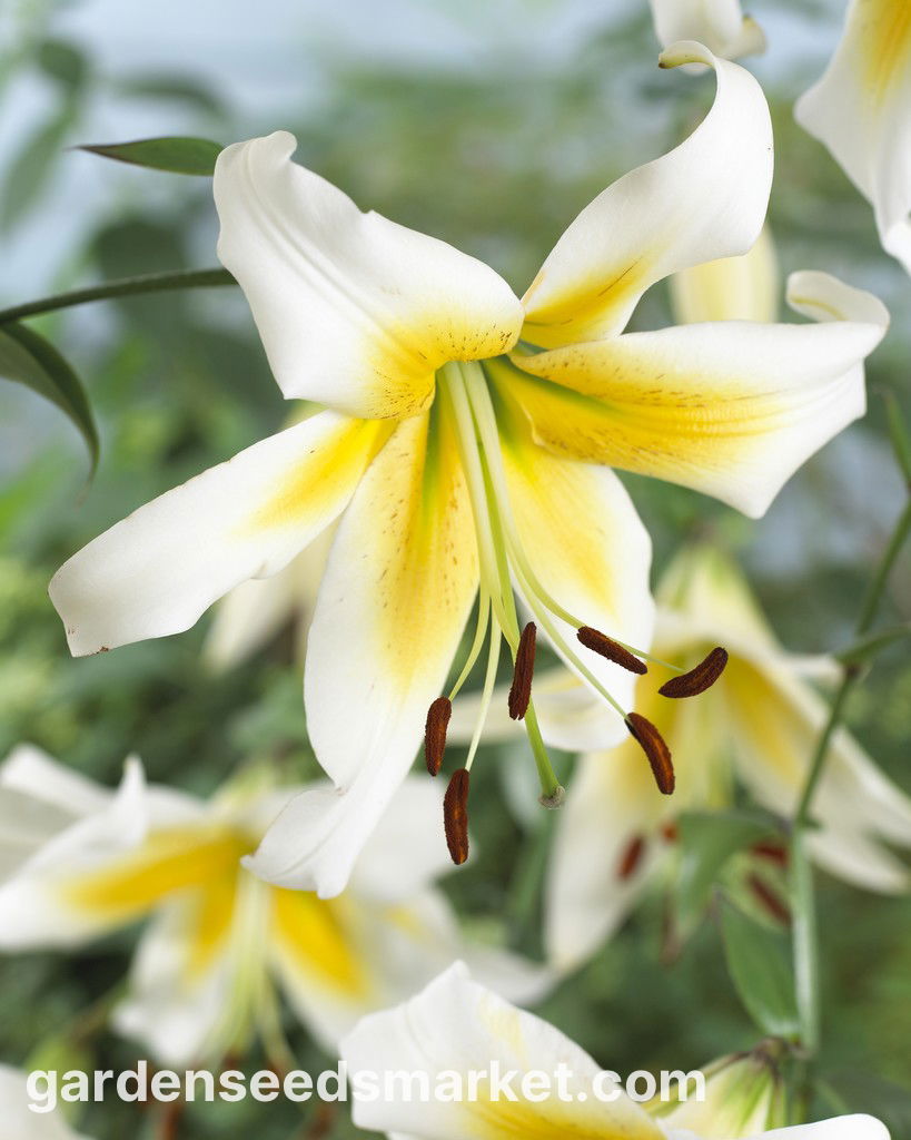 Medžio lelija - Mister Pistache - XL pakuotė - 50 vnt. – Garden Seeds ...