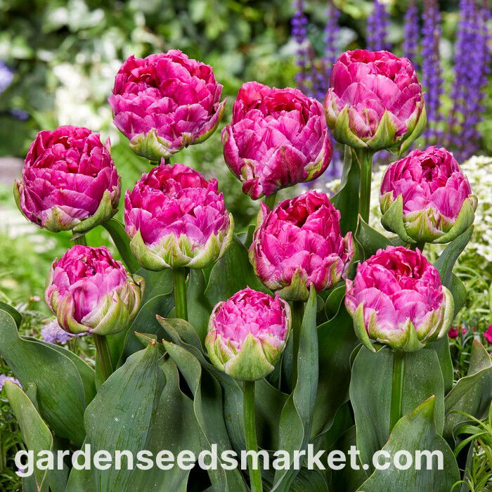 Wicked in Pink tulip - XL pack - 50 pcs – Garden Seeds Market | Free ...