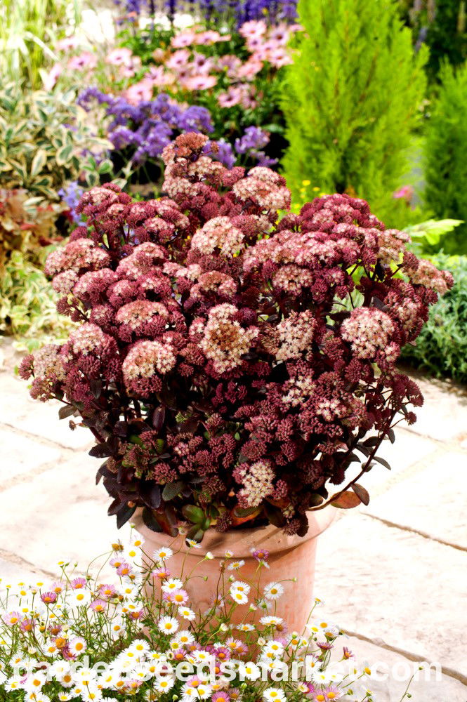 Rainbow Xenox orpine - Sedum - seedling - XL pack - 50 pcs – Garden ...