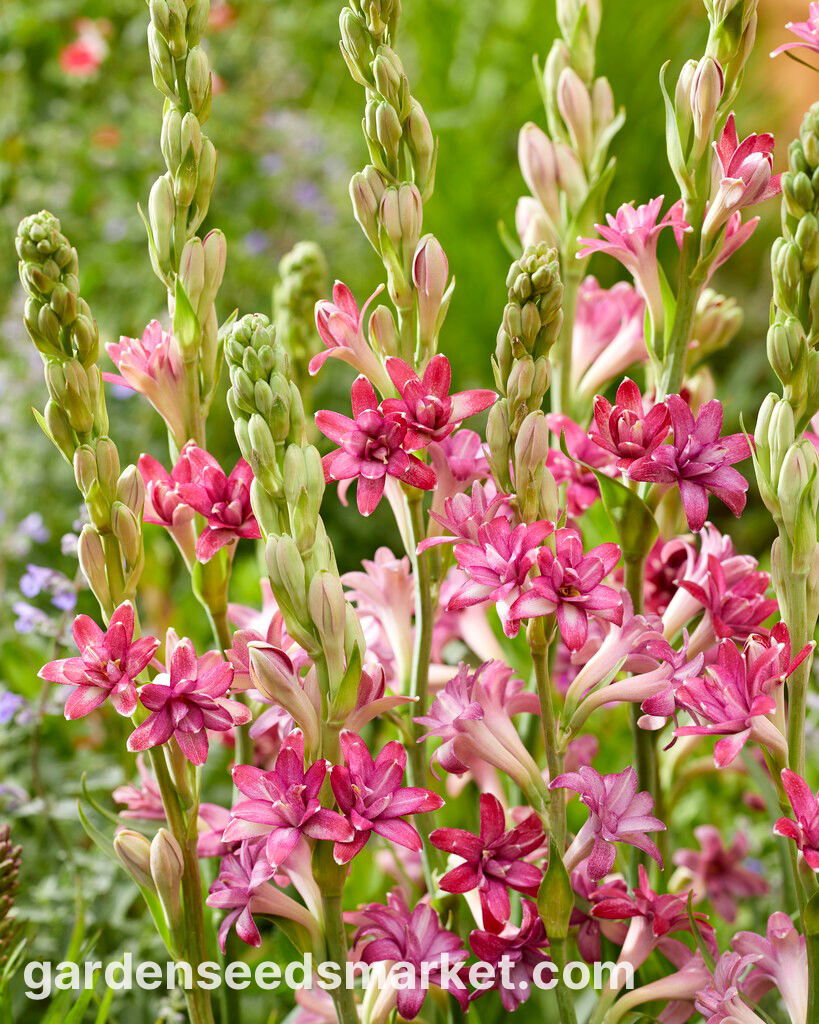 Pink Fragrant Tuberose - Polianthes Cherry - Large Pack! - 10 pcs ...