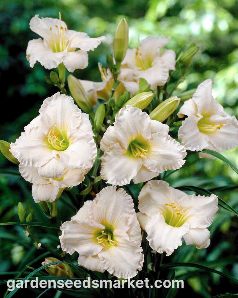 Daylily Longfields Beauty - Large Pack! - 10 pcs – Garden Seeds Market ...