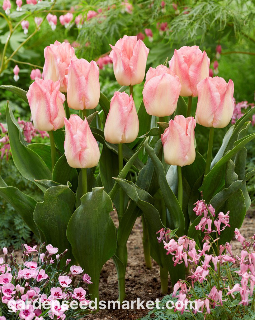 Tulip - Pink Dream - GIGA Pack! - 250 pcs – Garden Seeds Market | Free ...
