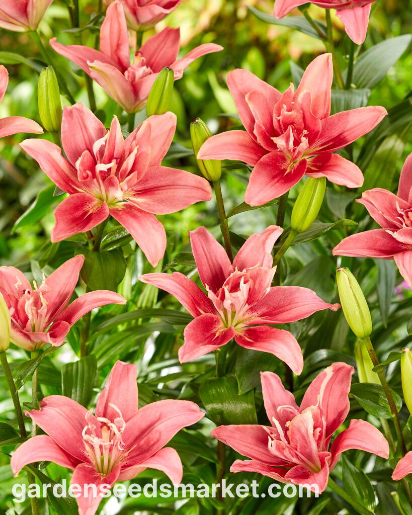 Lilja - Double Lady - Lilium - Ser ut som en pion - Lökar - XL-paket ...