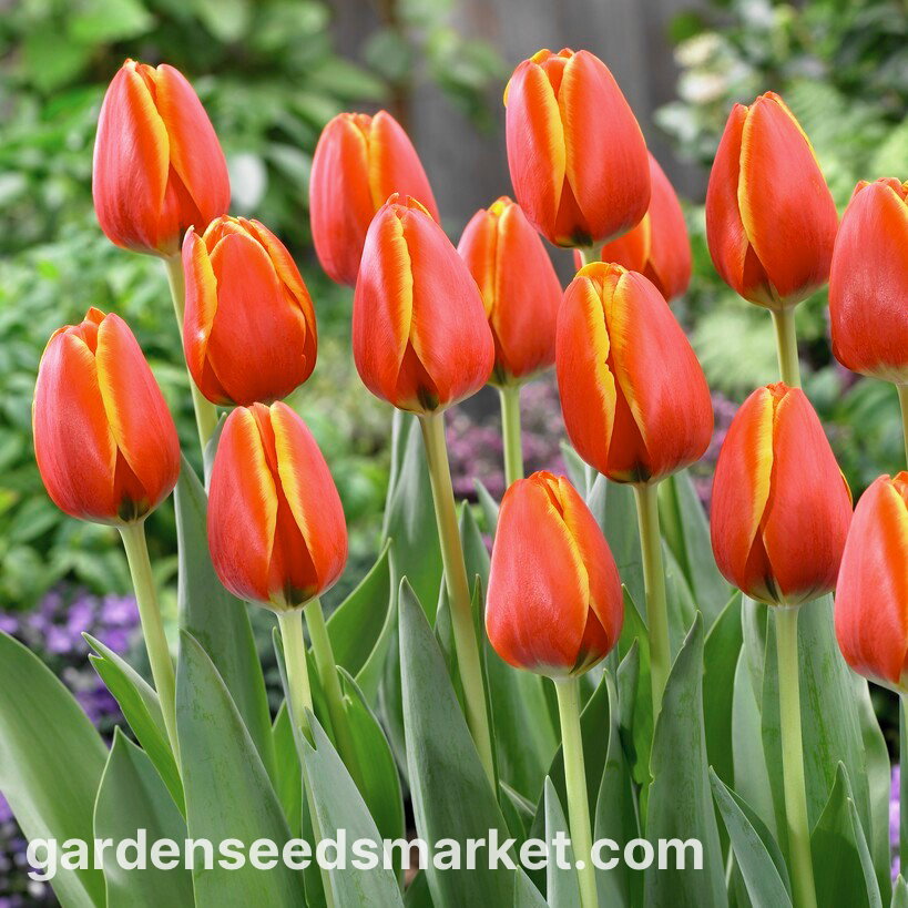 Tulip - Worlds Friend - Tulipa - Vivid Red-Yellow Spring Blooms - Bulbs ...