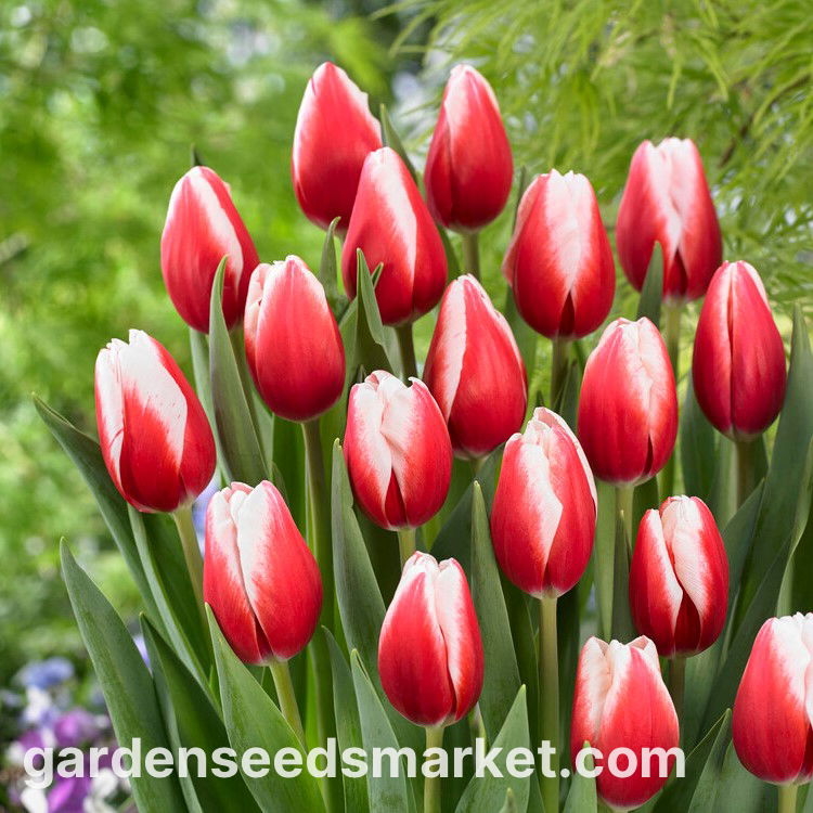 Tulpe - Timeless - Tulipa - Blühfreude ohne Aufwand - Blumenzwiebel ...