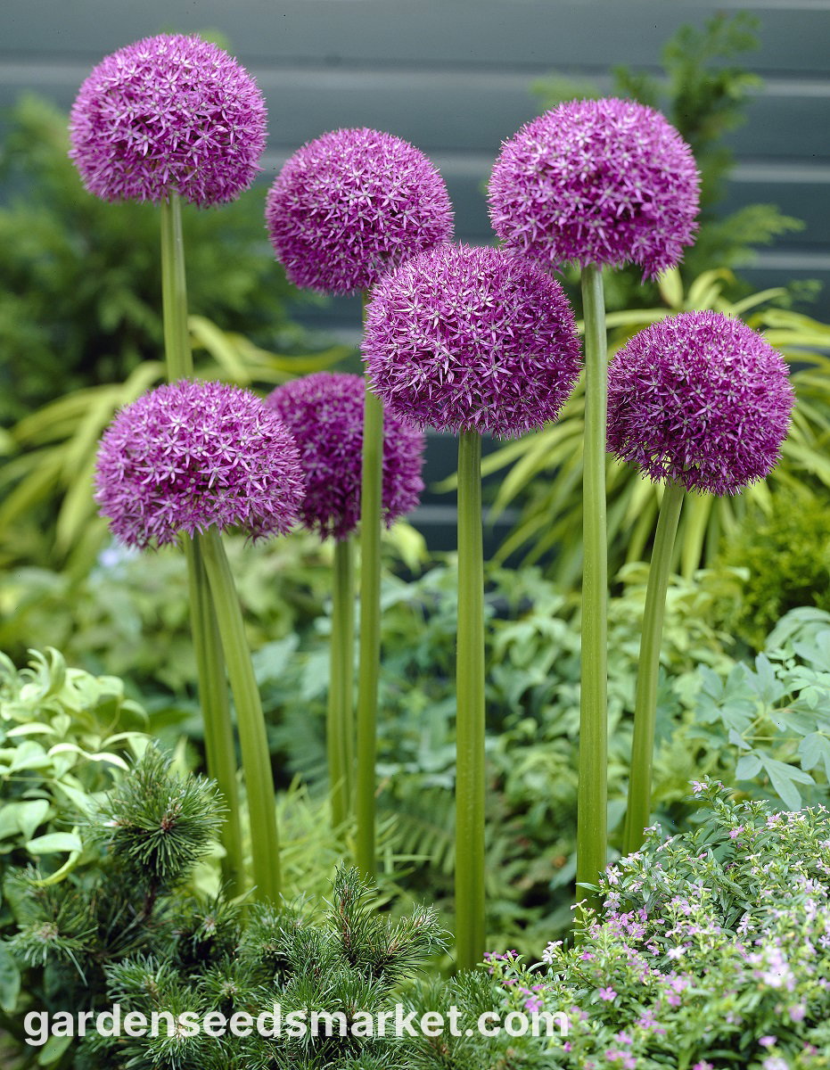 Allium - Pinball Wizard - Airy Inflorescence Structure - Bulbs - Giga ...