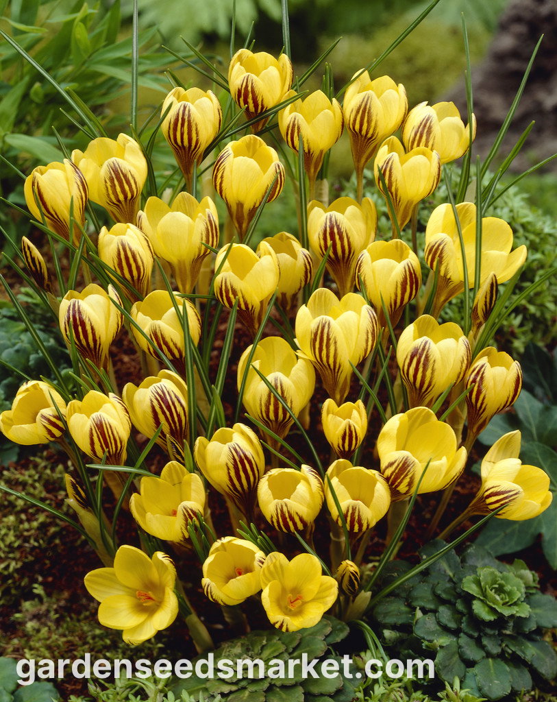 Crocus - Gipsy Girl - Intensely Fragrant Early Blooms - Bulbs - Giga ...