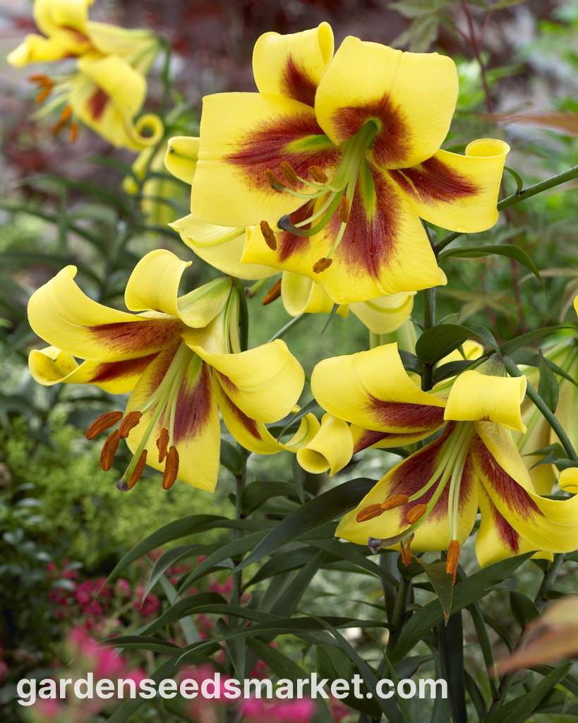 Tree Lily - Robert Swanson - GIGA Pack! - 50 pcs. – Garden Seeds Market ...