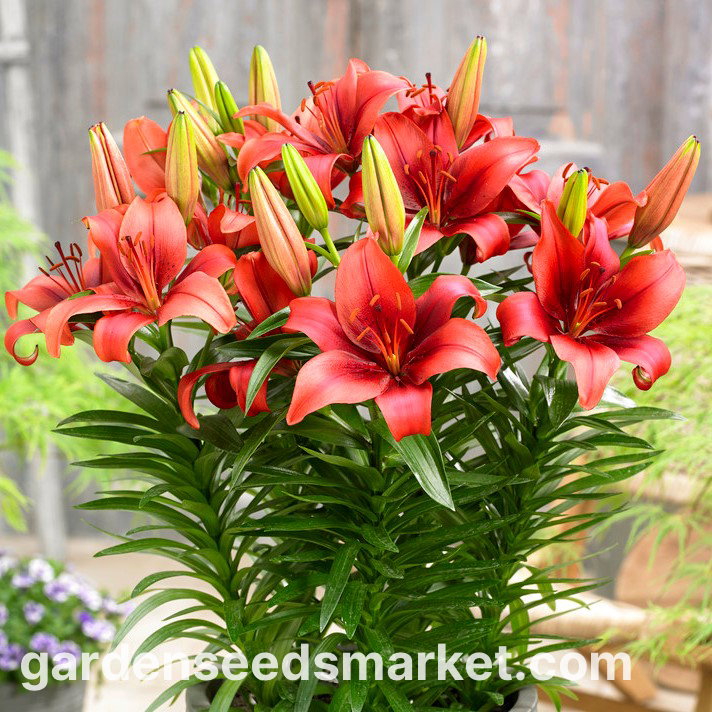 Miniature Lily - Salinero - Potted - GIGA Pack! - 50 pcs. – Garden ...