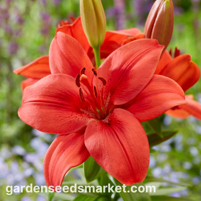 Miniature Lily - Cascavel - Potted - GIGA Pack! - 50 pcs. – Garden ...