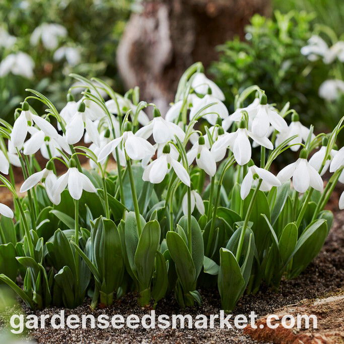 Galanthus - Mount Everest - Effortlessly Naturalising Bulbs - Bulbs ...