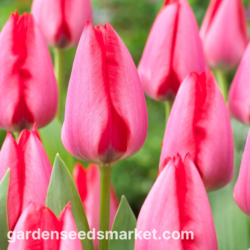 Tulip - Trick - Tulipa - Vivid Raspberry-Pink Blooms - Bulbs - Giga ...