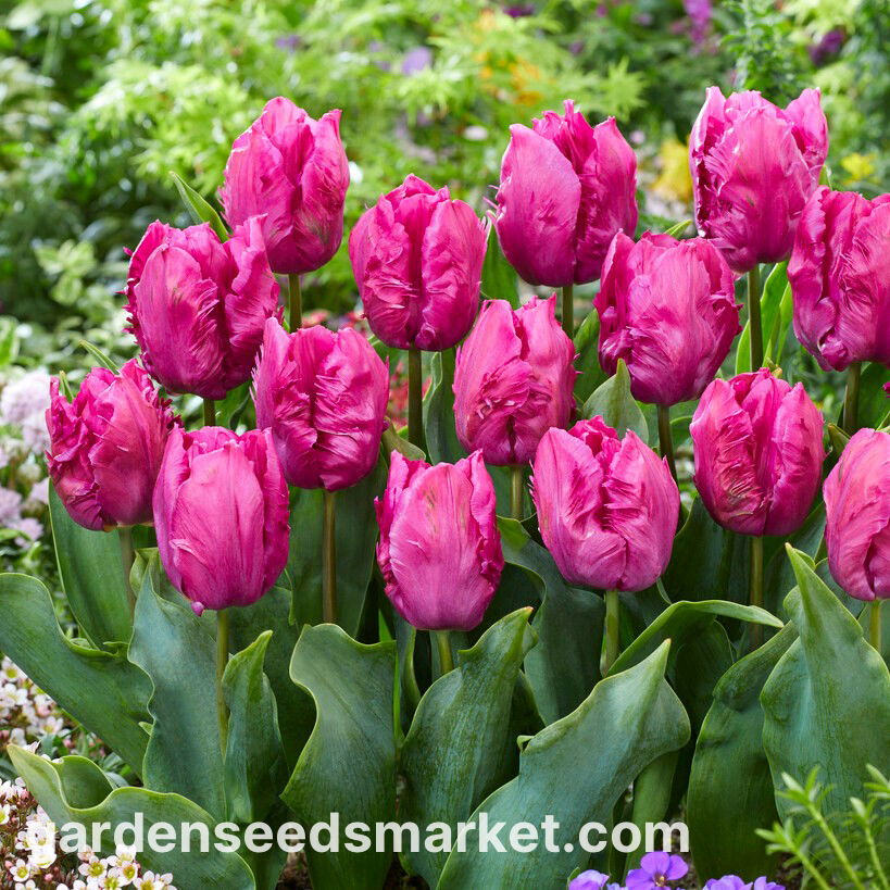 Tulpes - Parrot Prince - Tulipa - Violets viļņi rotā pavasara dobes ...