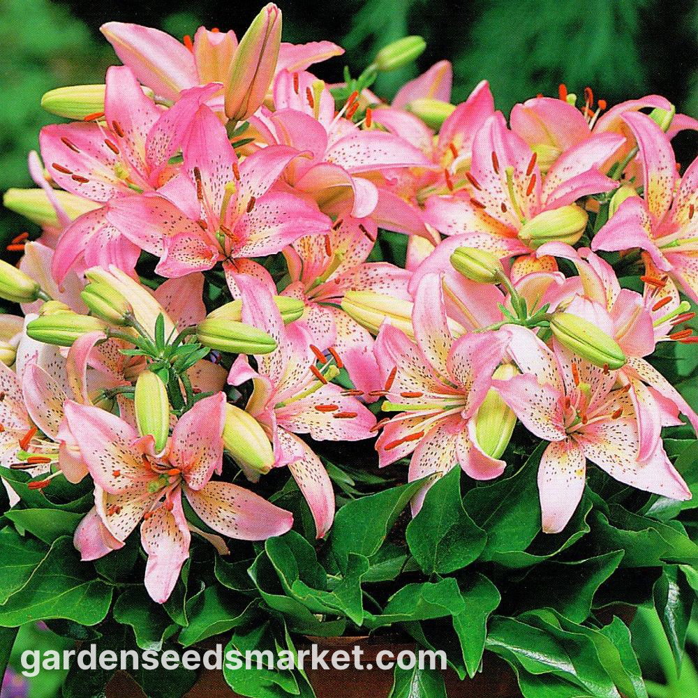 Miniature Lily - Pink Pixie - GIGA Pack! - 50 pcs. – Garden Seeds ...