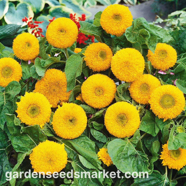 Dwarf Double Sunflower - Helianthus annuus - Bold Yellow Heads for ...