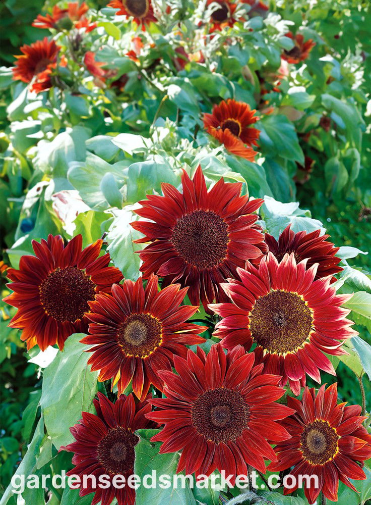 Sunflower - Moulin Rouge - Helianthus annuus - Striking Deep Red Blooms ...