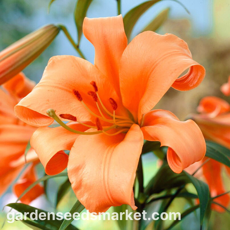 Lelija - Pearl Justien - Lilium - Ryški oranžinė energija gėlynuose ...