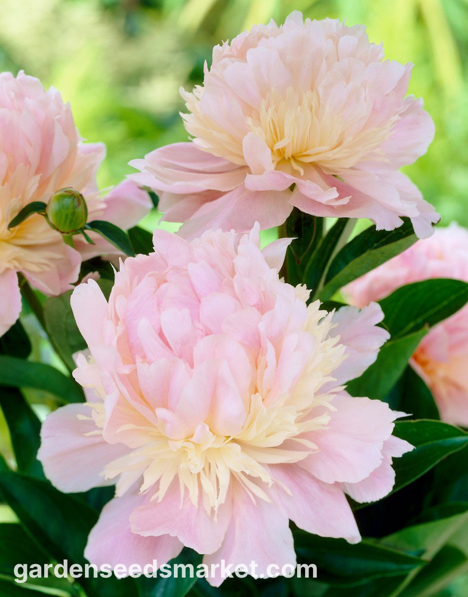 Peonía, Paeonia - 'Angel Cheeks' - plántulas - Paquete giga! - 50 ...