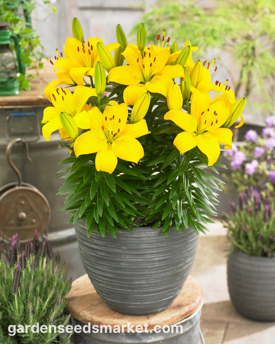 Dwarf Lily 'Ilse' - Giga Pack! - 50 pcs. – Garden Seeds Market | Free ...