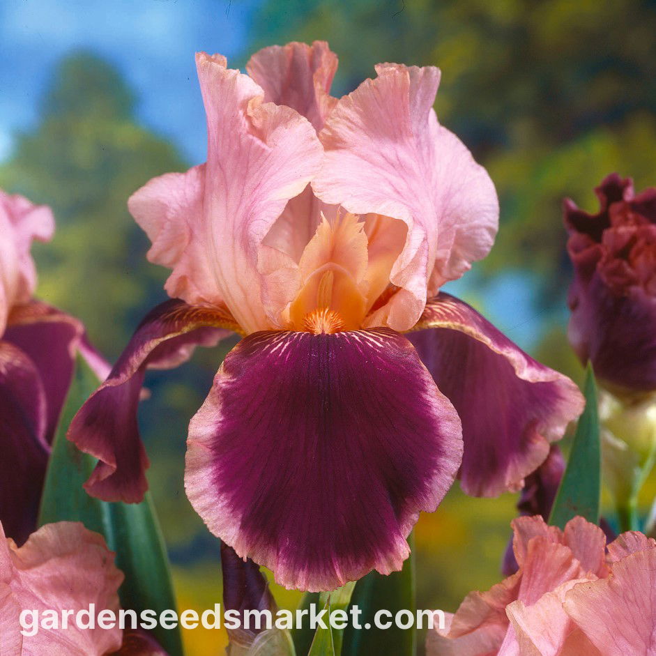 Iris 'Wine and Roses' - Paquete giga! - 50 unidades – Garden Seeds ...
