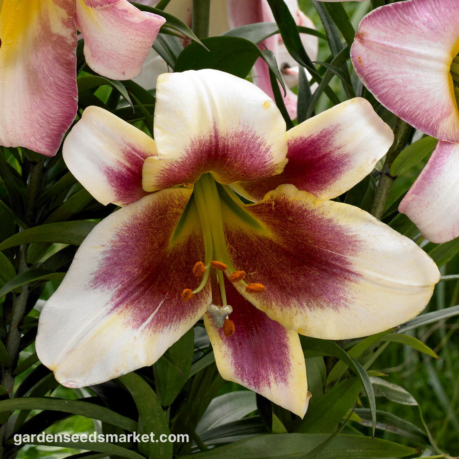 Lilium, Tree Lily - Passion Moon - Cream-And-Burgundy Giant Blooms ...