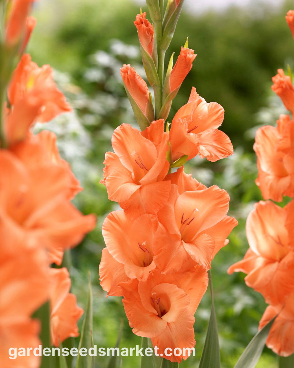 Gladiolo 'Eclair' - Paquete grande! - 50 unidades – Garden Seeds Market ...