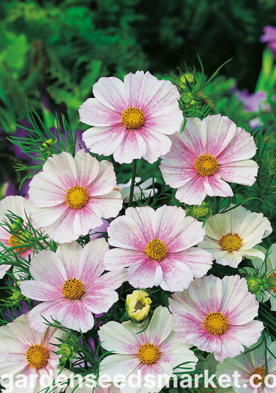 Cosmos - Tetra Versailles - Flush - Cosmos bipinnatus - Rosa vivo ...
