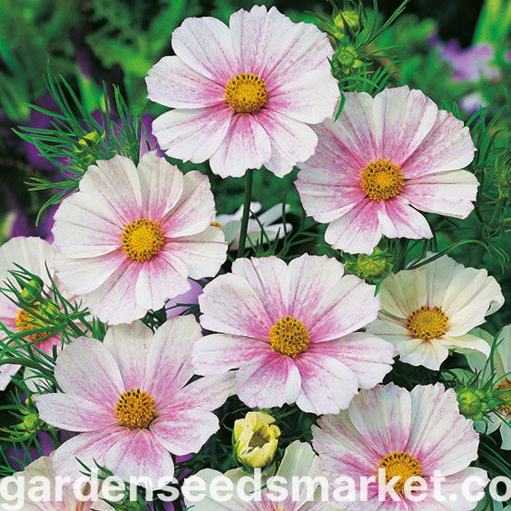 Cosmos - Tetra Versailles - Flush - Cosmos bipinnatus - Rosa vivo ...