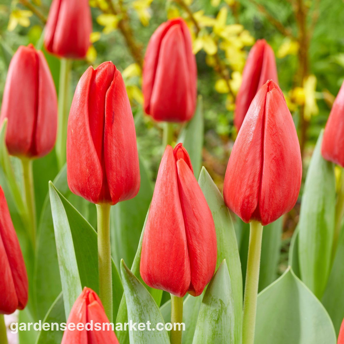 Tulp - Spot On - Tulipa - Levend rood tussen lentegroen - Bloembollen ...