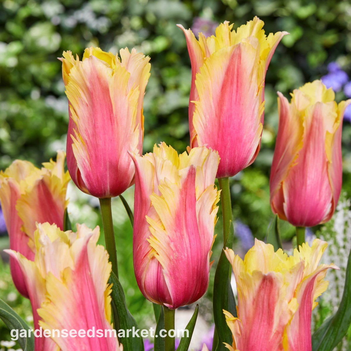 Tulip - Flaming Memory - Tulipa - Spectacular Colourful Mass Planting - Bulbs - Giga Pack - 250 ...