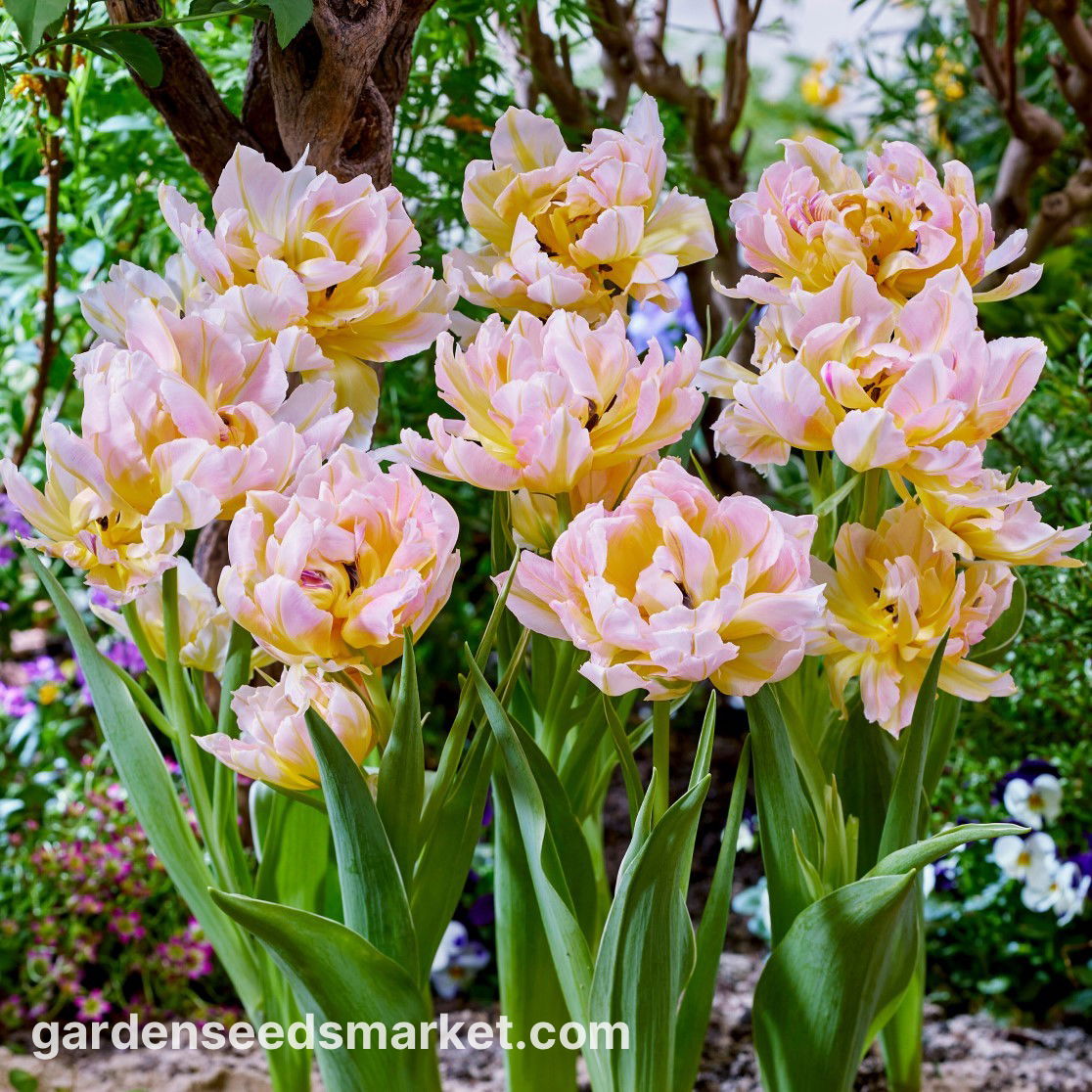 Tulip - Password - Tulipa - Late Spring Colour Extension - Bulbs - Giga ...