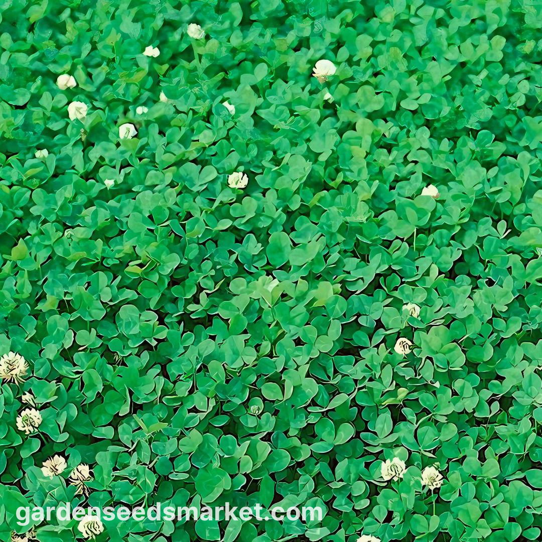 Micro-Trèfle - Pipolina - Trifolium repens - 0,5 kg - Tapis vert ...
