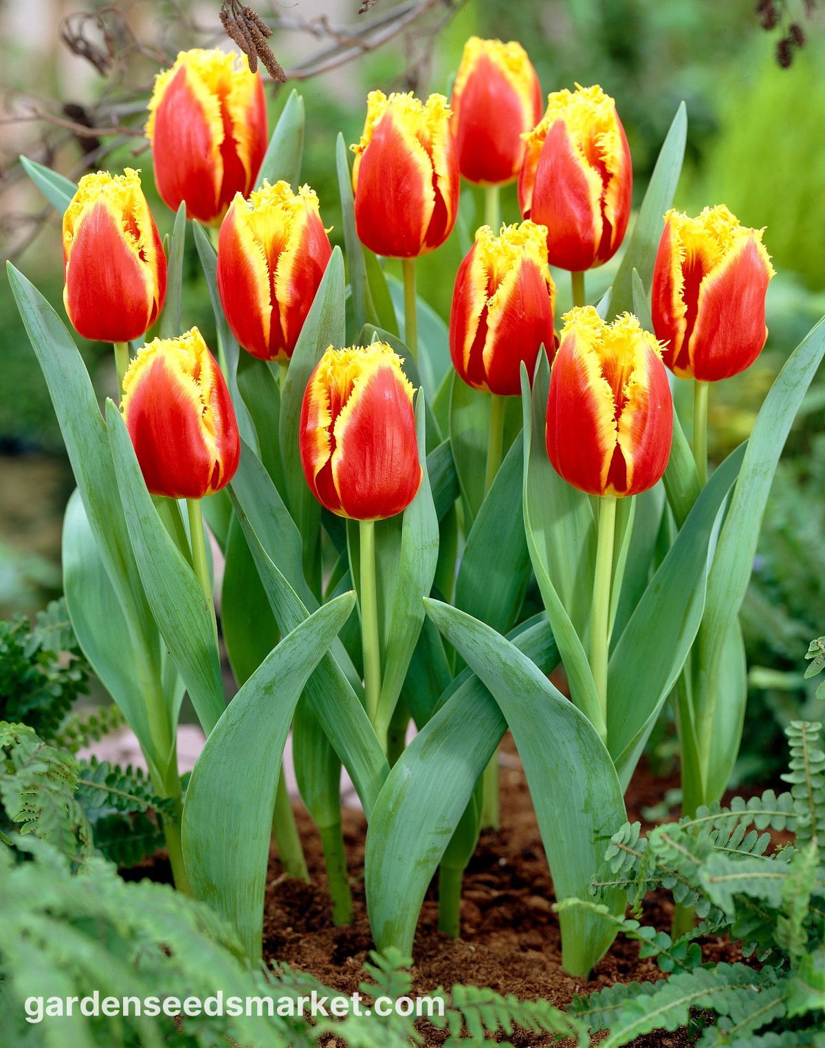 Tulipe - Davenport - Tulipa - Couleurs intenses et éclatantes - Bulbes ...