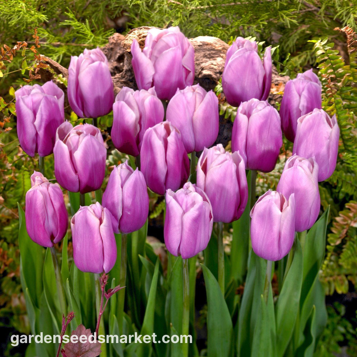 Tulip - Holland Beauty - Tulipa - Intensely Pink-and-Cream Blooms ...