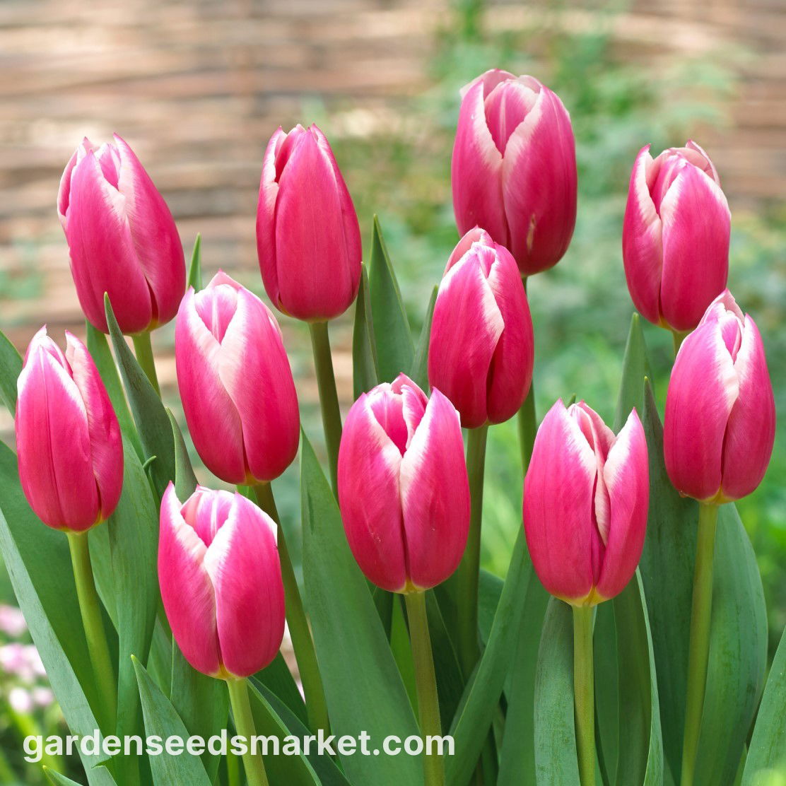 Tulipan - Jefgenia - Tulipa - Lyse strejf af fornyelse - Blomsterløg - Stor pakke - 50 stk ...