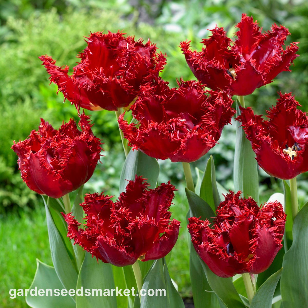 Tulip - Maywood - Tulipa - Striking Deep Crimson Colour - Bulbs - Giga ...
