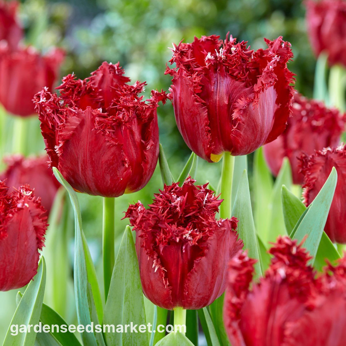 Lalea - Versaci - Tulipa - Tranziții subtile de culoare - Bulbi de ...